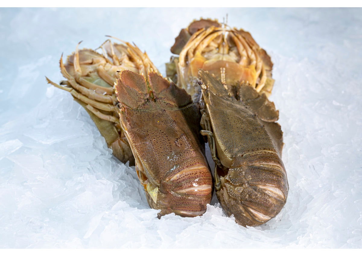 MORETON BAY BUGS RAW – Poseidon Oysters & Seafood Supplies
