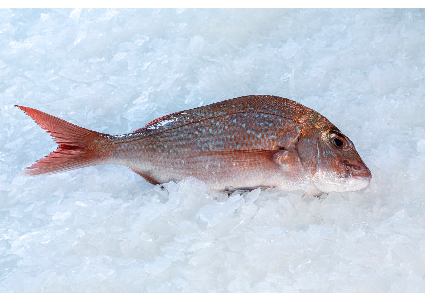 WHOLE BABY SNAPPER – Poseidon Oysters & Seafood Supplies